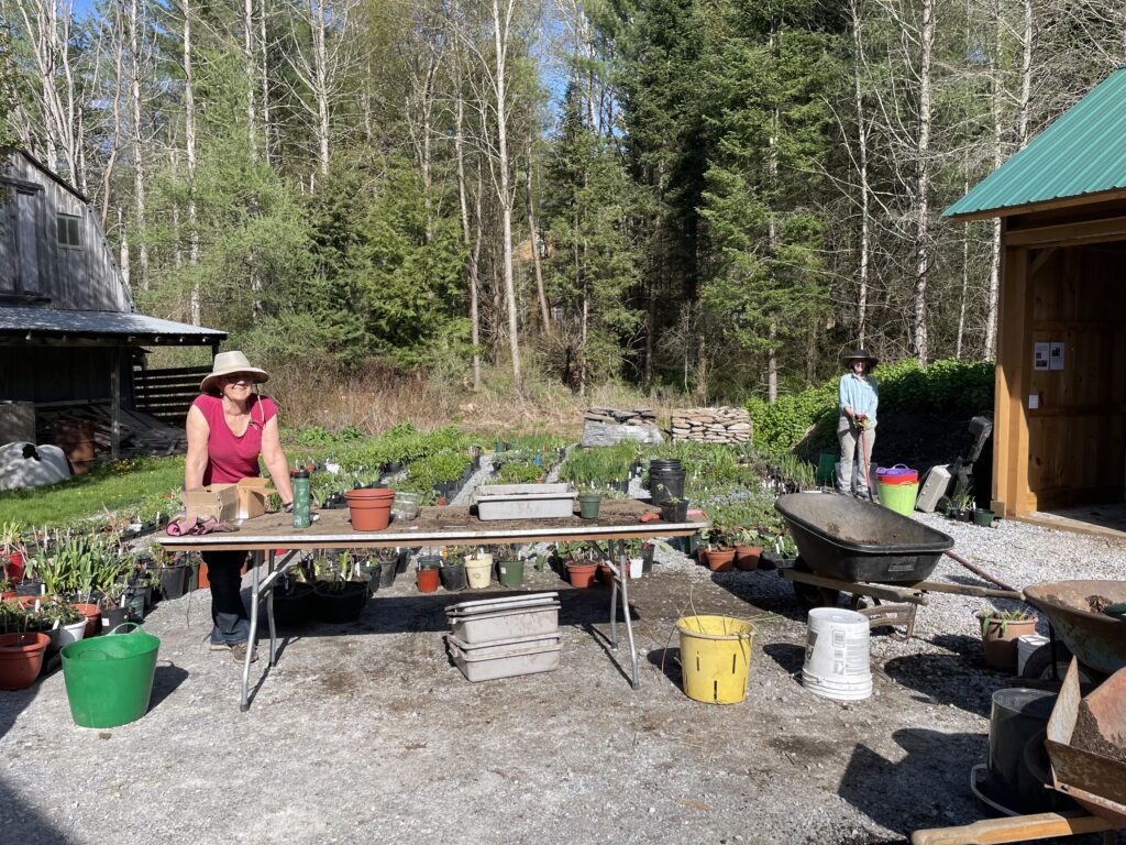 Tinmouth, Vermont Plant Sale